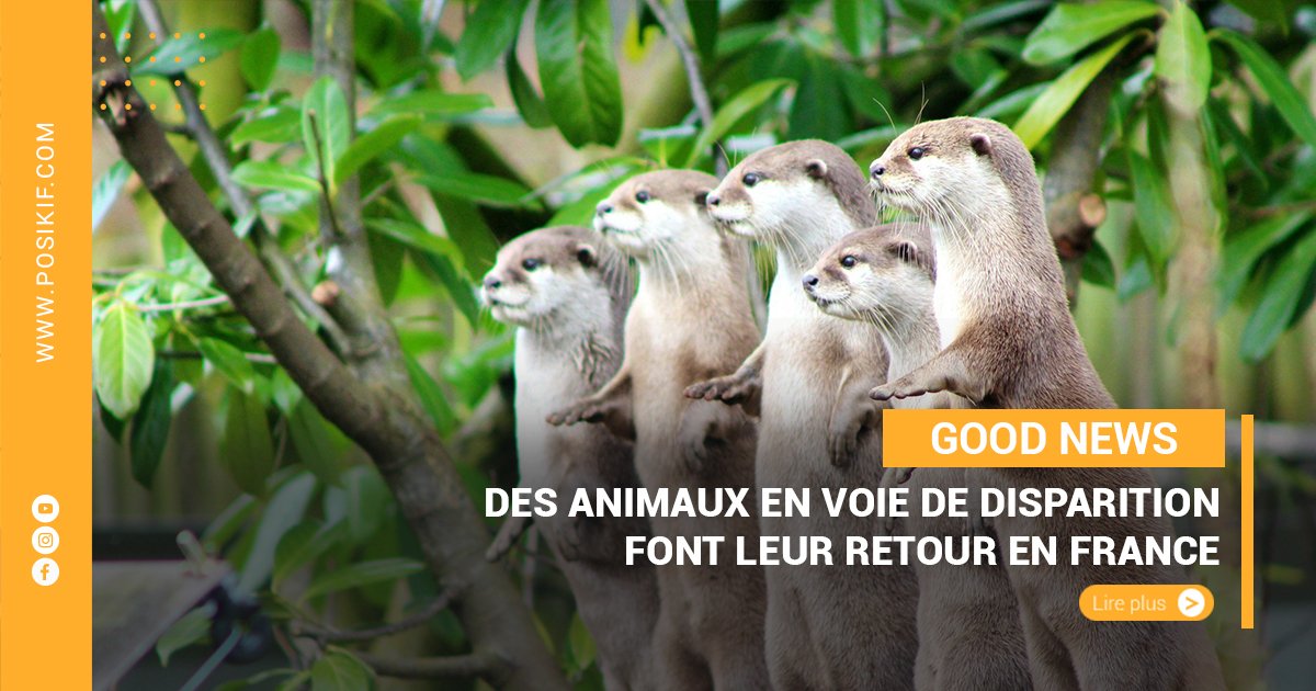 Des animaux en voie de disparition font leur retour en France - Posikif
